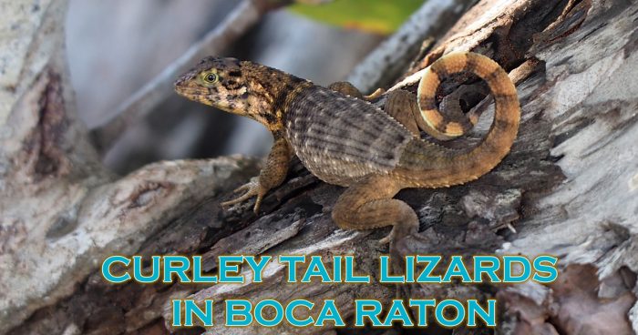 Curley Tail Lizards Are All Over Boca Raton Now