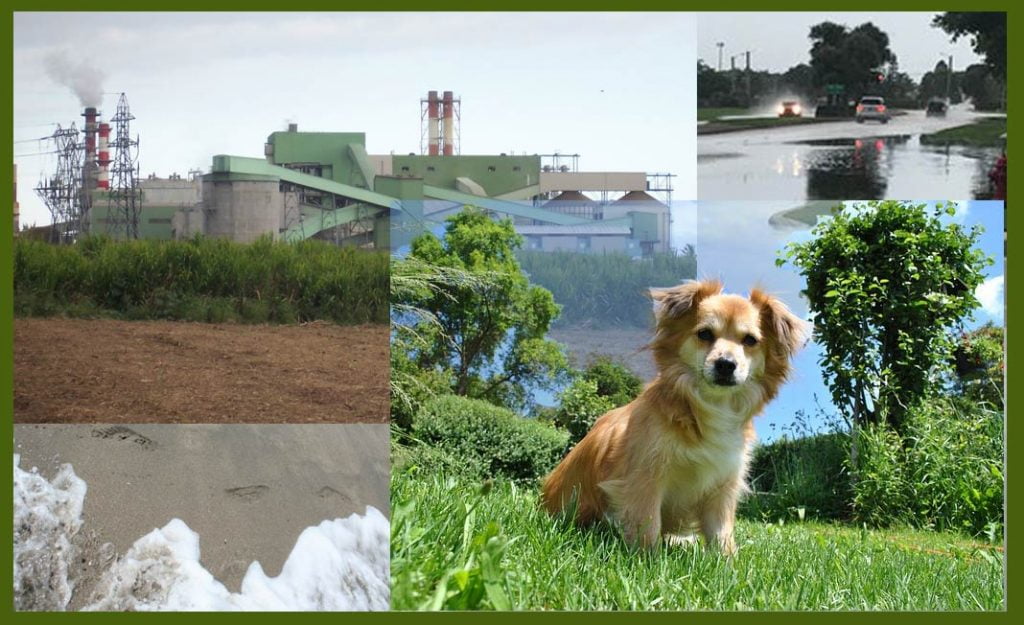 What's Causing Bacteria Counts Closing Boca's Beaches - 4Boca.com